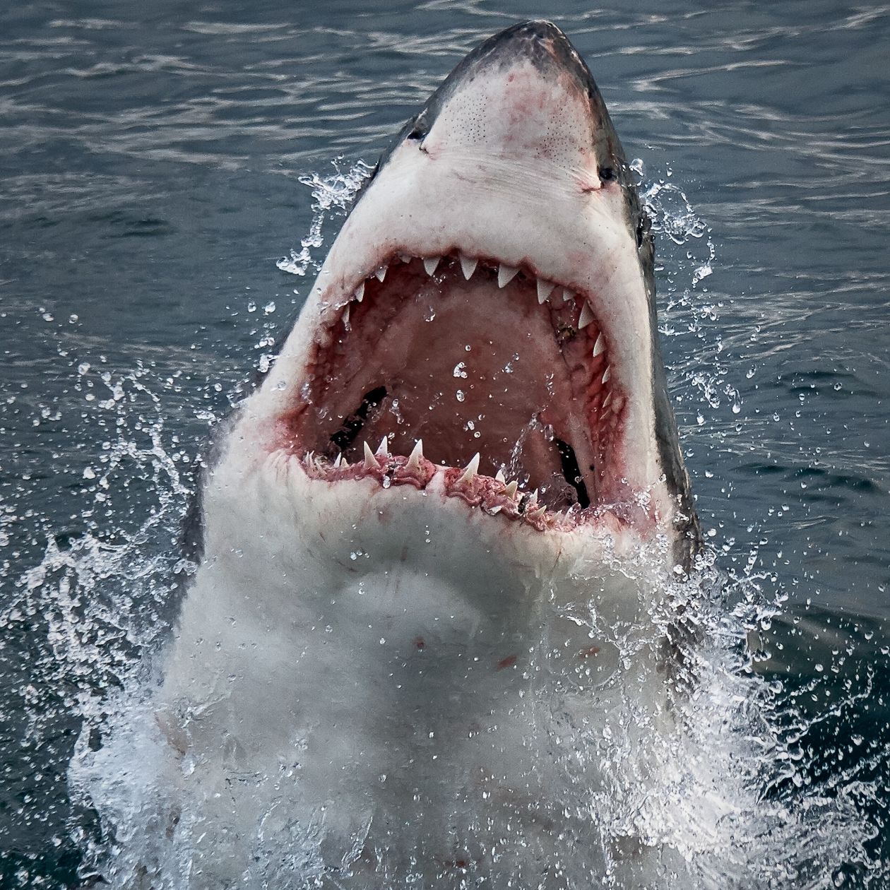 HistoricallySpeaking: How Fear of Sharks Became an American Obsession ...